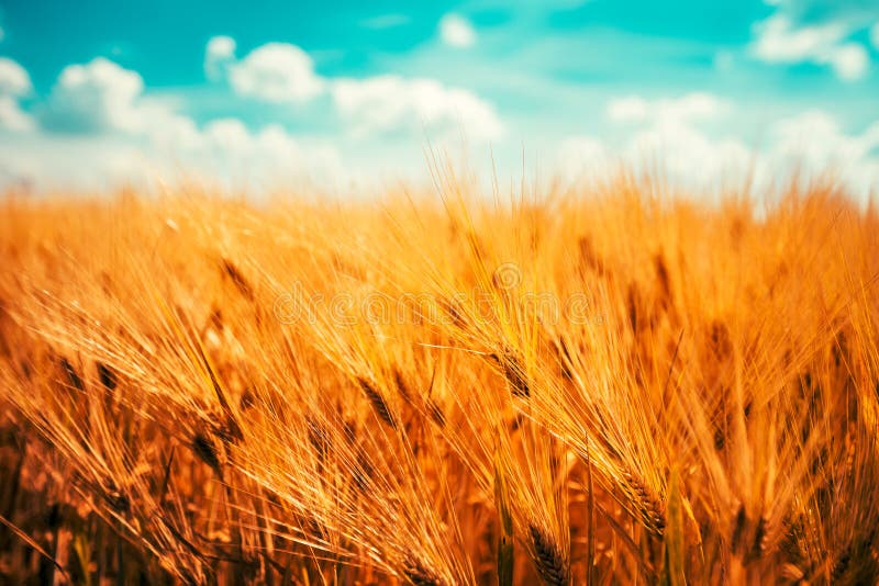Ripe Harvest Ready Barley Field Stock Image - Image of organic, food ...