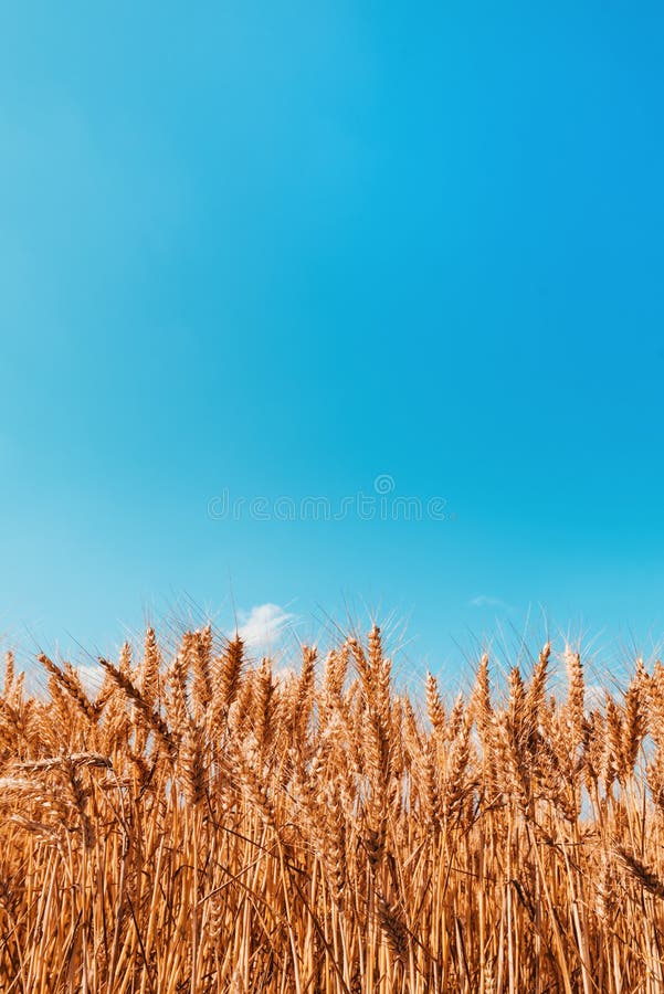 Ripe Harvest Ready Wheat Crop Field in Summer Stock Photo - Image of ...