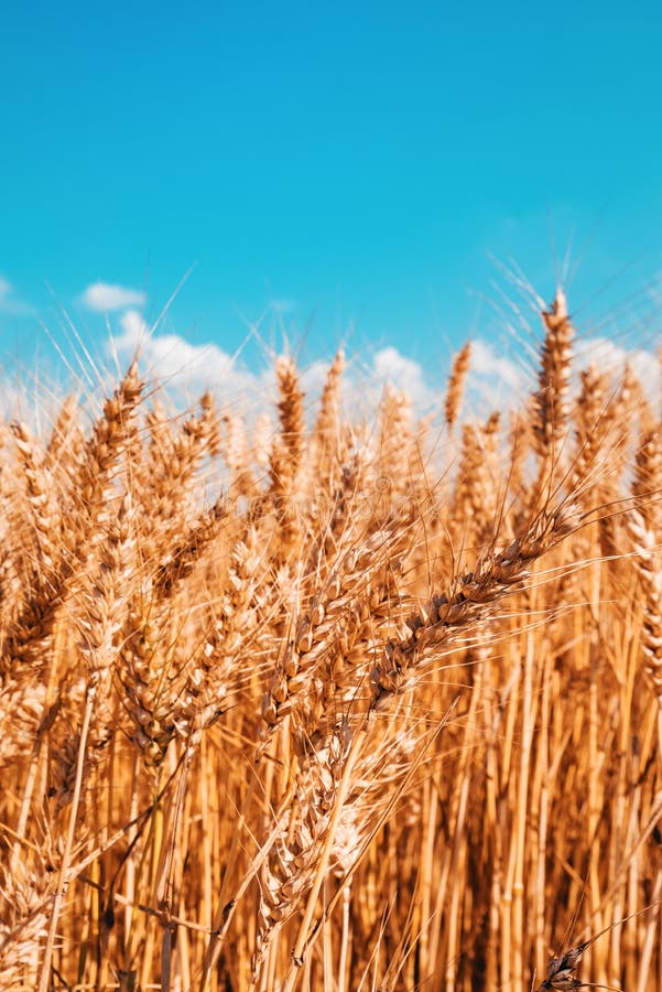 Ripe Harvest Ready Wheat Crops Field in Summer, Cereal Plant ...