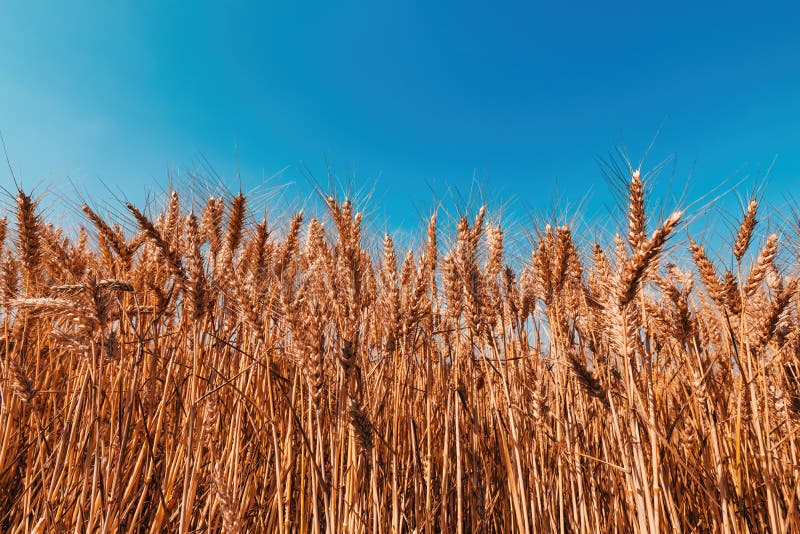 Ripe Harvest Ready Wheat Crops Field in Summer, Cereal Plant ...