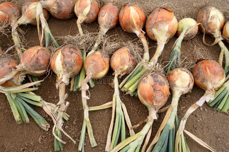 Ripe Harvested Onion on the Field Stock Image - Image of ingredient ...