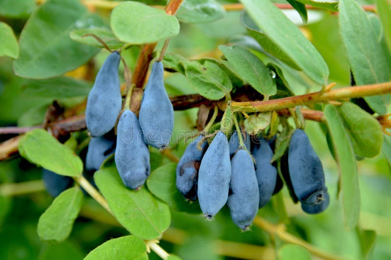 Haskap berry stock image. Image of berry, field, garden - 302152921