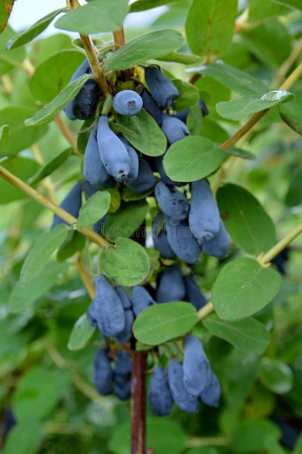 Haskap berry stock image. Image of berry, crop, fruits - 302152941