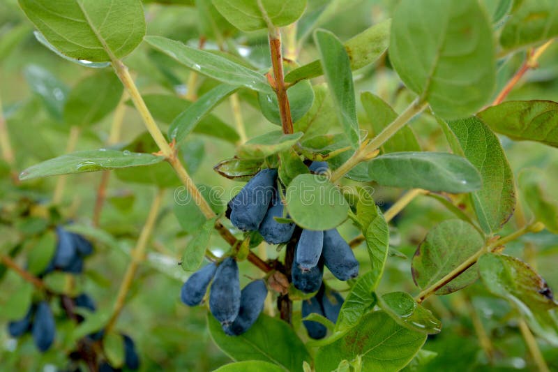 Haskap berry stock photo. Image of dessert, ripe, juicy - 302152974