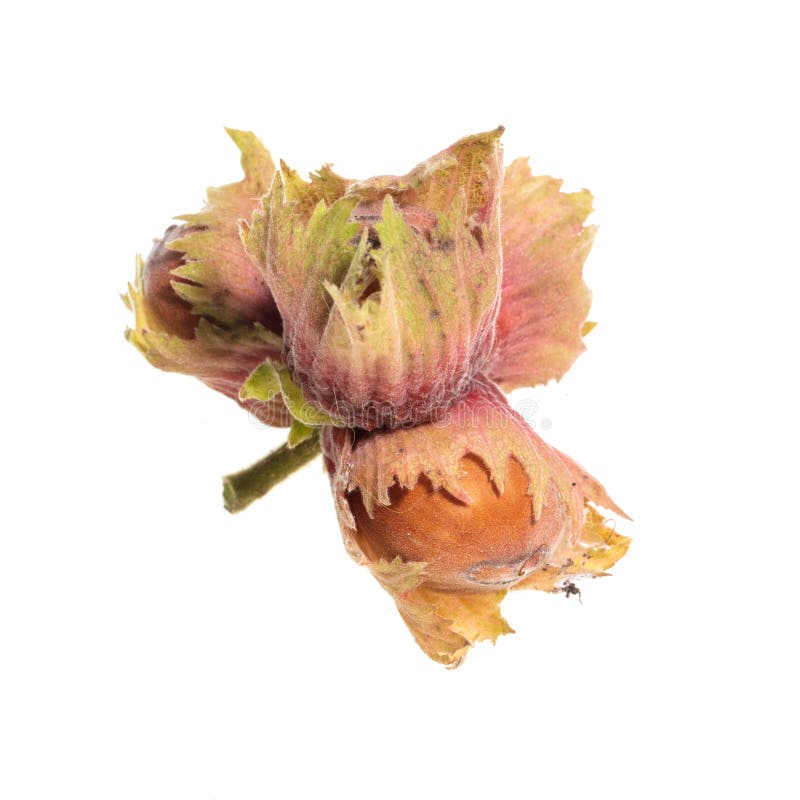 Ripe Hazelnut Nuts Isolated on White Background Stock Image - Image of ...