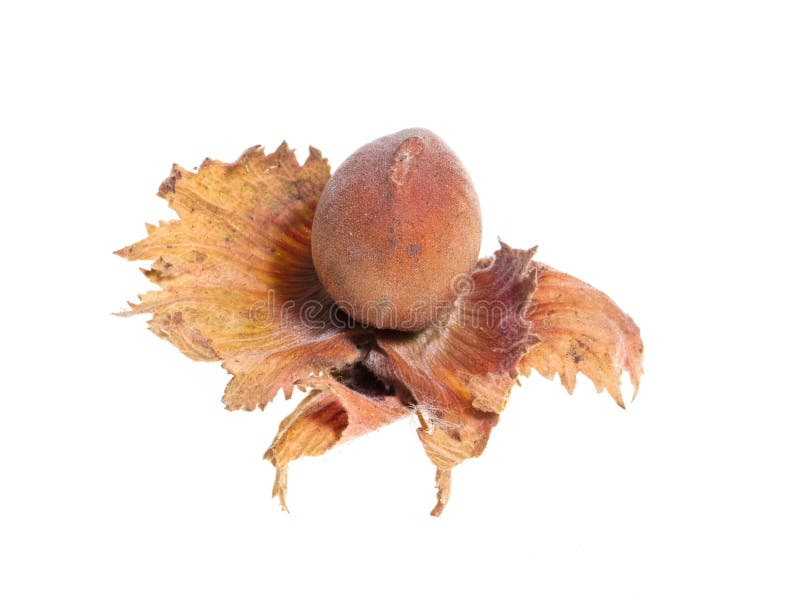 Ripe Hazelnut Nuts Isolated On White Background Stock Photo - Image of ...
