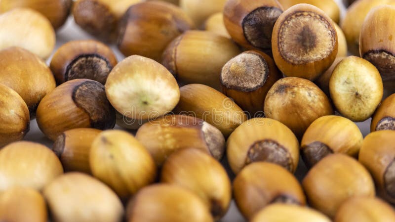 Ripe Hazelnut on a White Background Macro Photography, Texture ...