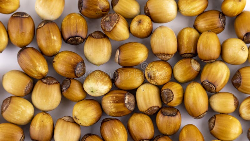Ripe Hazelnut on a White Background Macro Photography, Texture ...