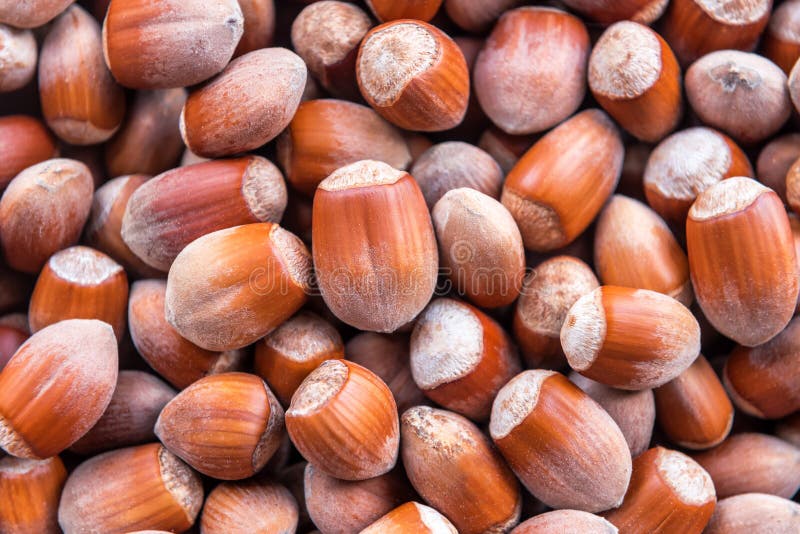 Ripe hazelnuts texture stock photo. Image of pattern - 90054552