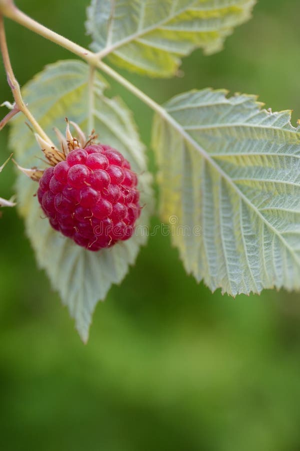 HERITAGE Raspberry stock photo. Image of america, agriculture - 184624282