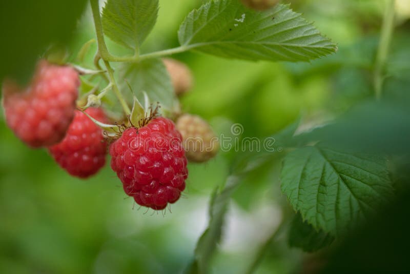 HERITAGE Raspberry stock photo. Image of nature, leaf - 184624340