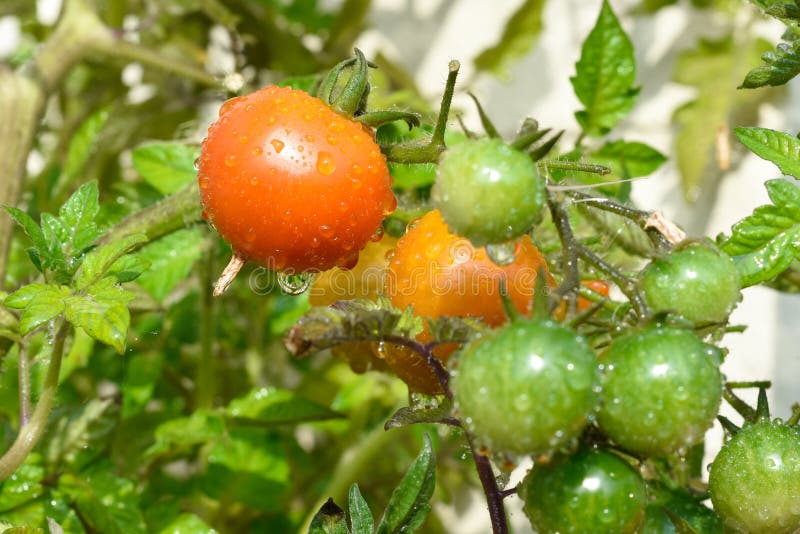 Ripe Home Grown Tomato Plant Outdoors Growing Outside in the Sun Stock ...