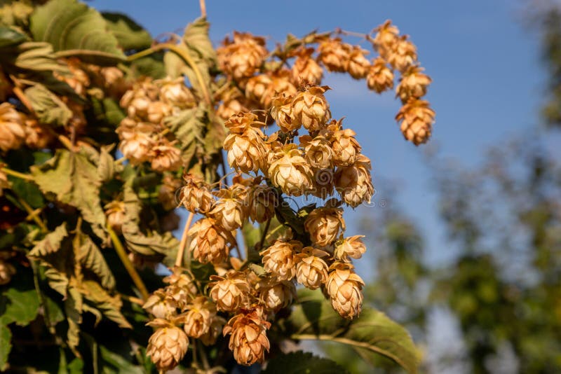 Ripe Hop Buds in the Garden Stock Photo - Image of cone, farming: 160845606
