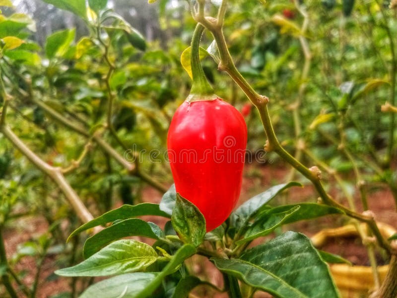 A Ripe Hot Beautiful Chili Pod Stock Image - Image of wildflower, food ...