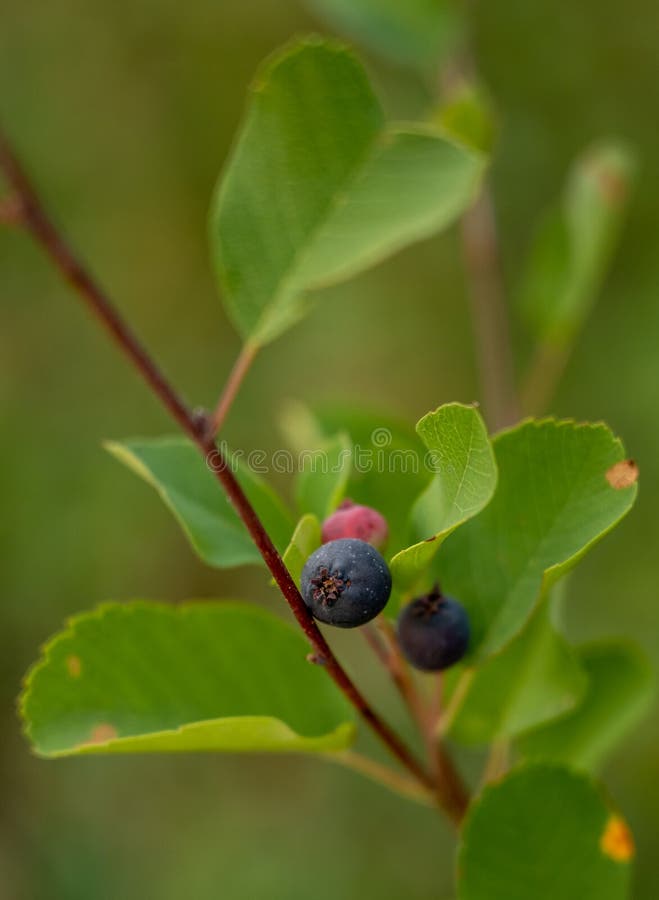 Ripe Huckleberry Ready for Picking on Bush Stock Image - Image of tart ...