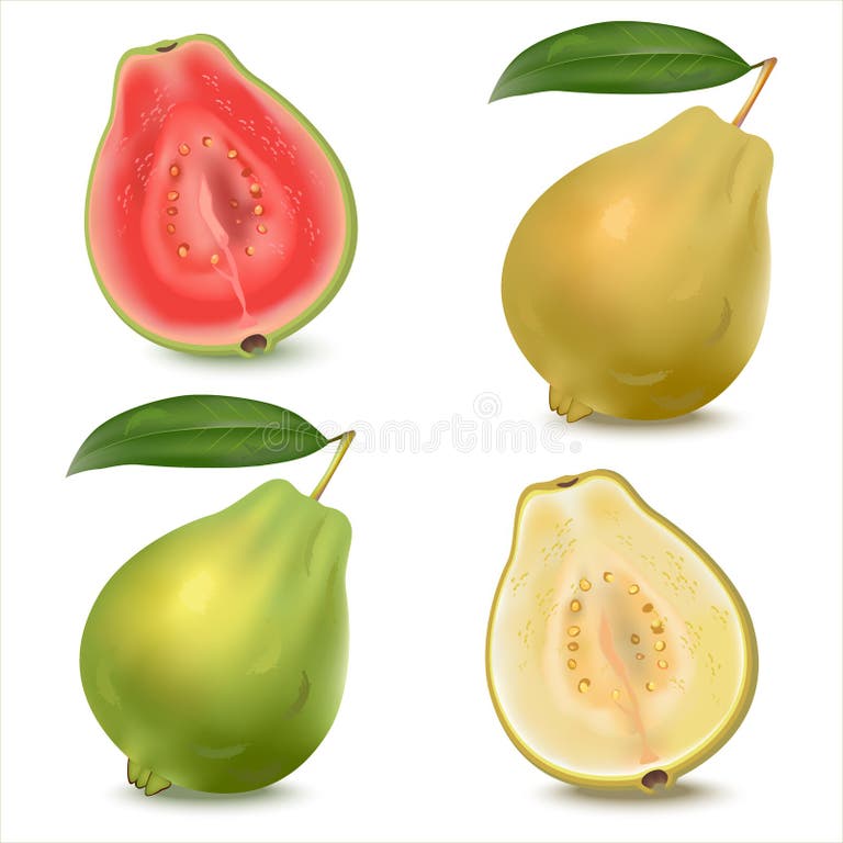 Pink Guava Juice Stock Illustrations – 1,250 Pink Guava Juice Stock ...