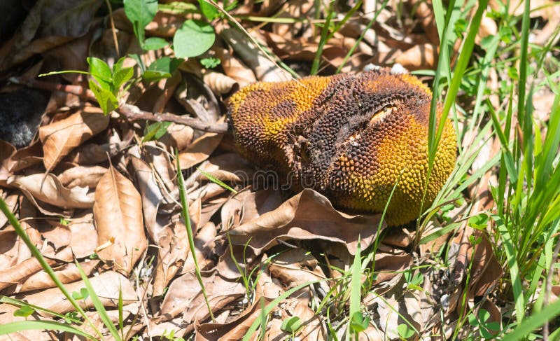 Rotten jackfruit on straw stock image. Image of food - 41603753