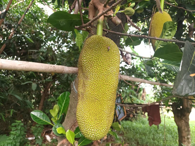 Ripe Jackfruit in the Shade of Trees Stock Photo - Image of garden ...