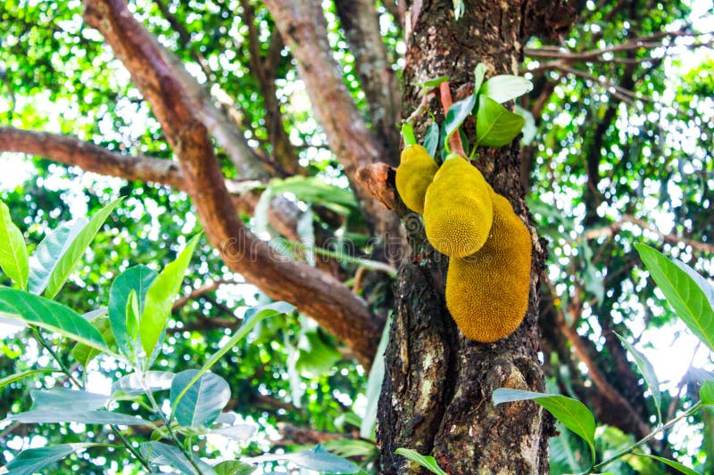 A Ripe Jackfruit Still Hanging on the Tree. Stock Image - Image of ...