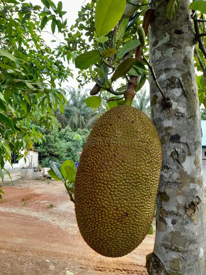 Almost Ripe Jackfruit on the Tree in Front of My House Stock Image ...