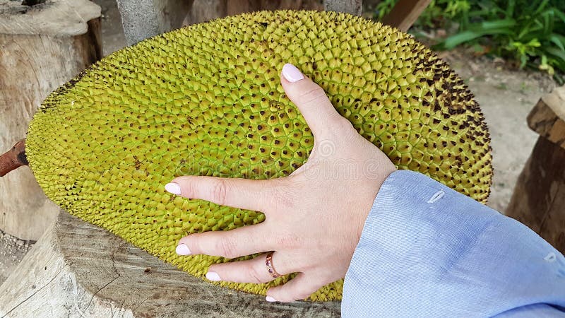 Ripe Jackfruit and a Woman S Hand Stock Photo - Image of happiness ...