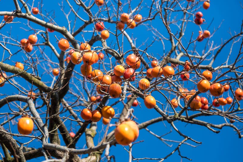 Ripe Japanese Persimmon on a Tree in Winter Stock Image - Image of ...