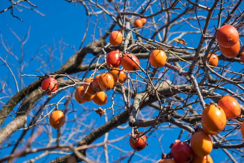 Ripe Japanese Persimmon on a Tree in Winter Stock Image - Image of ...