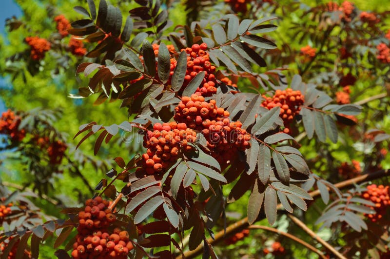 Ripe and Juicy Bunches of Red Mountain Ash in Close-up Stock Image ...