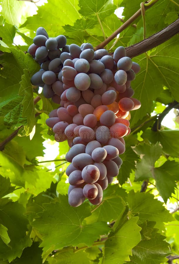 Cluster of ripe grapes stock image. Image of color, outdoors - 13915041