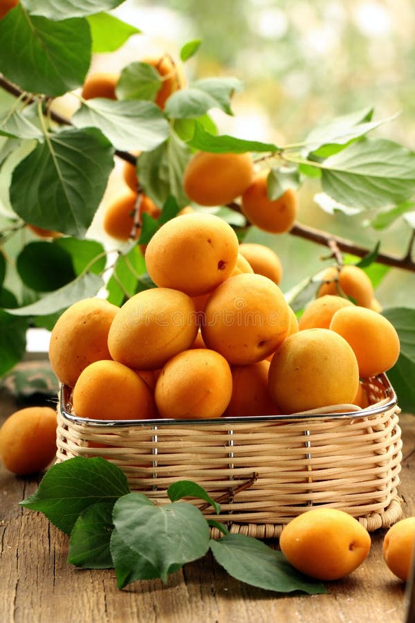 Ripe Juicy Fruit Apricot with Leaves Stock Photo - Image of nutrition ...