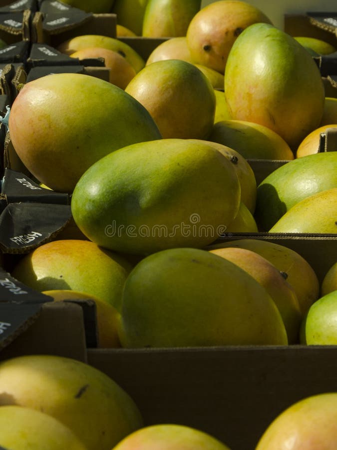 Ripe Mangoes stock photo. Image of healthy, mangoes - 108153594