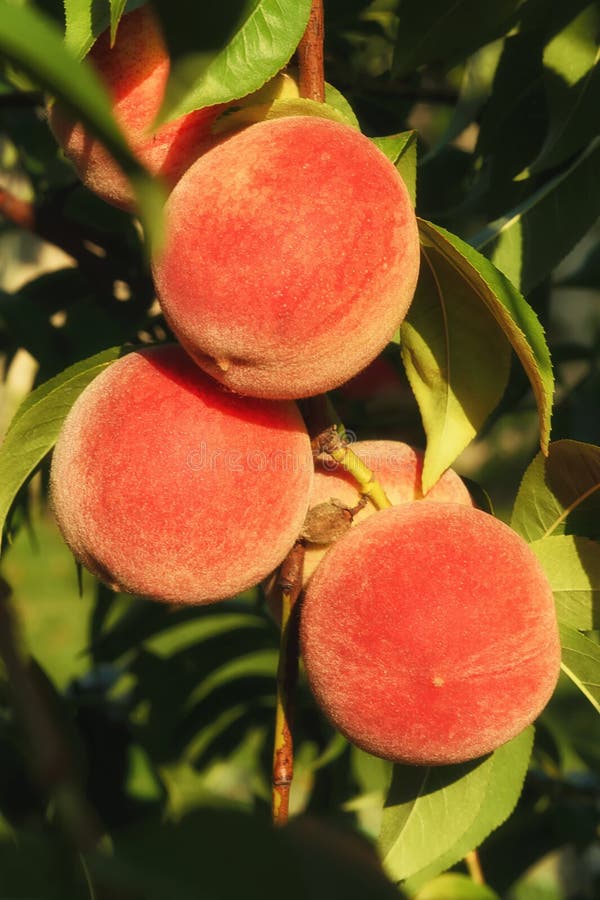 Ripe, Juicy Peaches Hang from the Tree. Ripe, Juicy Peaches Hang from ...