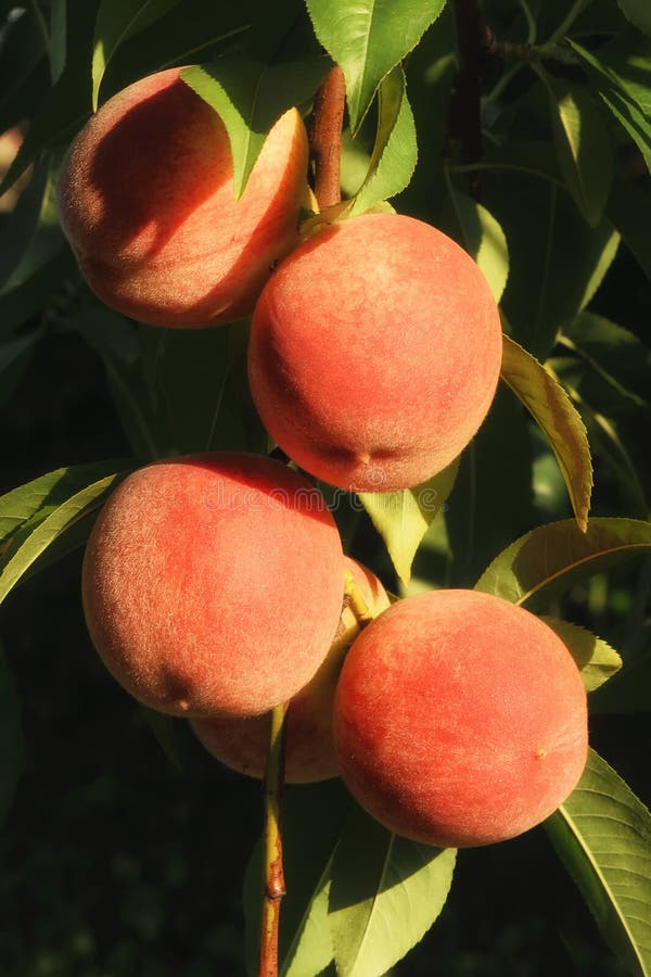 Ripe, Juicy Peaches Hang from the Tree. Ripe, Juicy Peaches Hang from ...