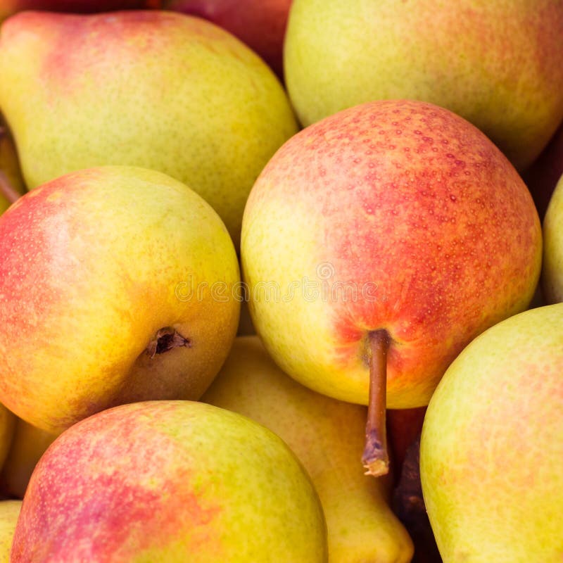 Ripe juicy pears close up stock photo. Image of closeup - 72315548
