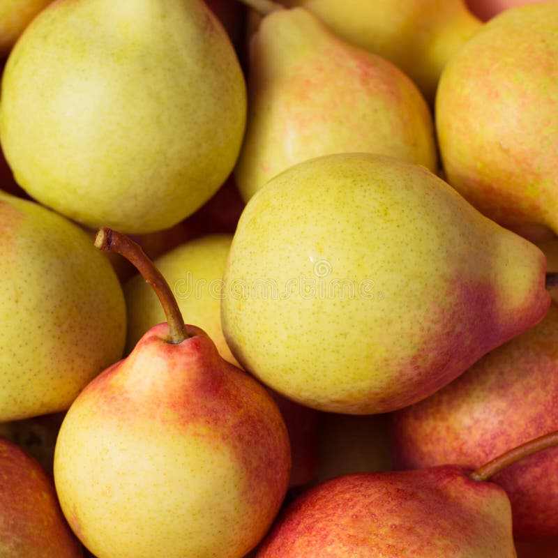 Ripe juicy pears close up stock photo. Image of closeup - 72315548
