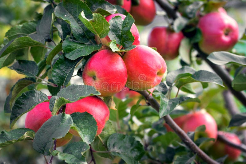 Ripe Juicy Red Apples in the Garden on a Tree. Growing Apples Stock ...