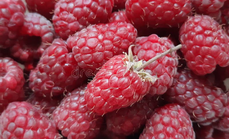 Juicy and Sweet Cherries Ripened in the Garden Stock Photo - Image of ...