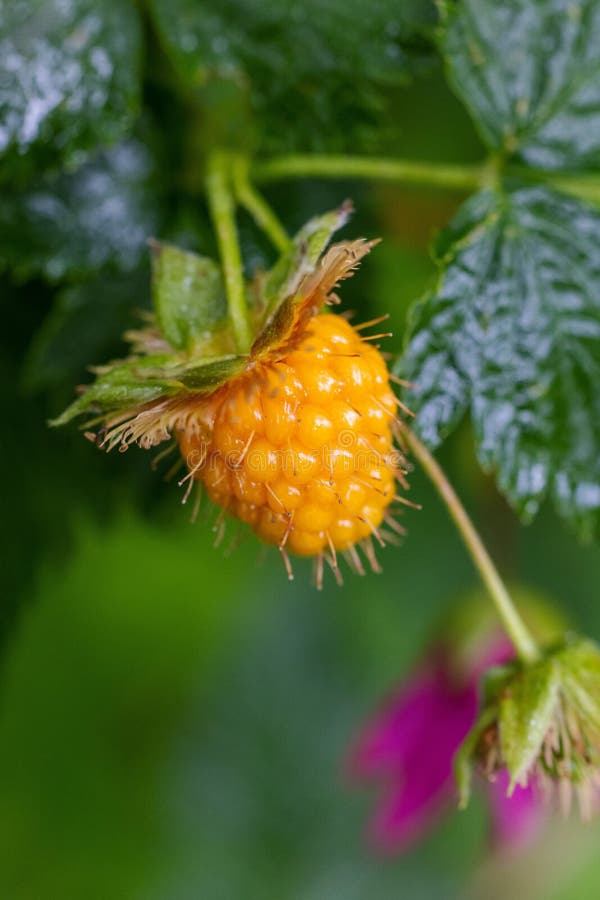 Yelllow Raspberry Stock Photos - Free & Royalty-Free Stock Photos from ...
