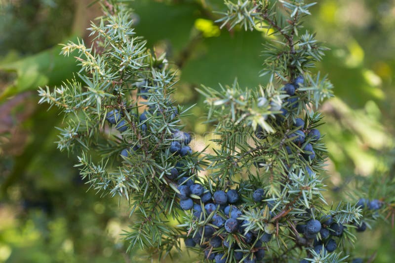 Ripe Juniper Berries on Twig Macro Stock Image - Image of health ...