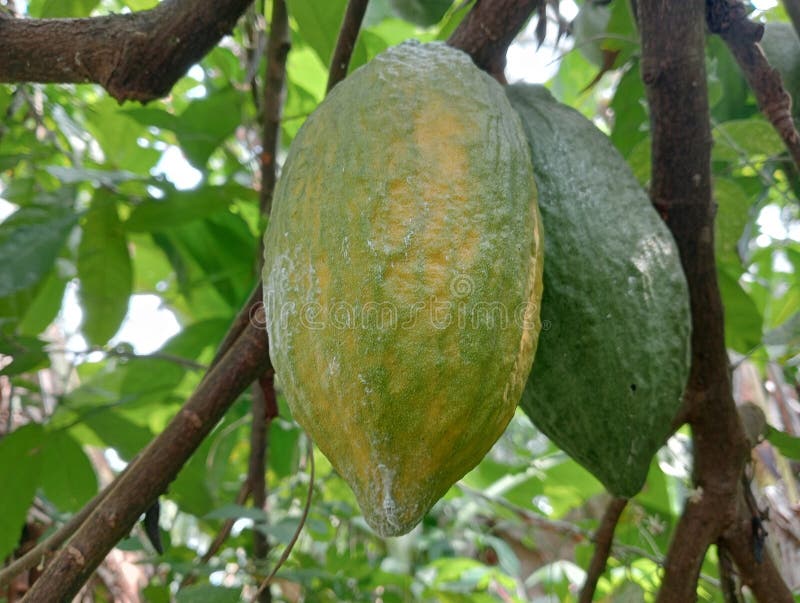 Kakau Fruit Stock Photos - Free & Royalty-Free Stock Photos from Dreamstime