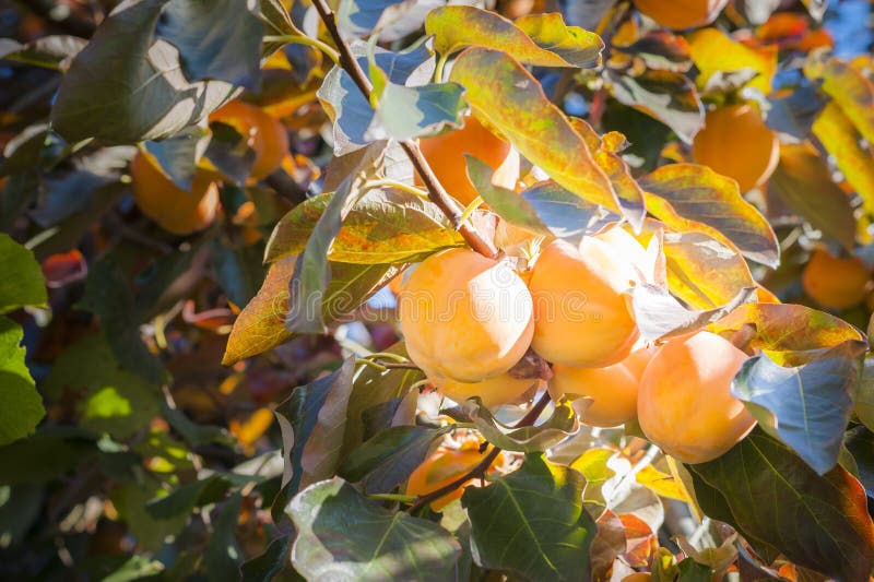 Ripe kaki on branch stock image. Image of persimmon, seasonal - 63498549