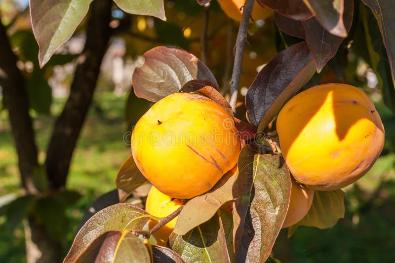 Ripe kaki on branch stock image. Image of nature, foliage - 85614961