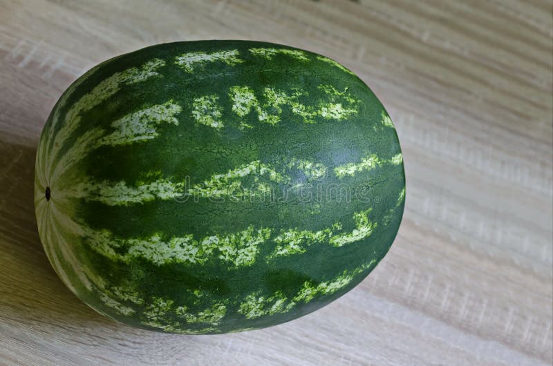 Ripe Large Watermelon with Beautiful Green Patterns, Placed on a Table ...