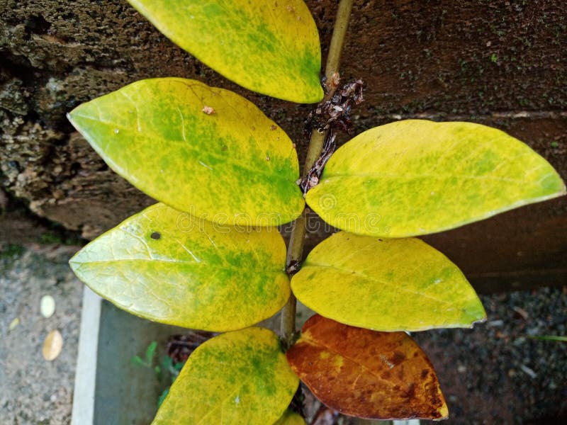 Damageleaves Stock Photos - Free & Royalty-Free Stock Photos from ...