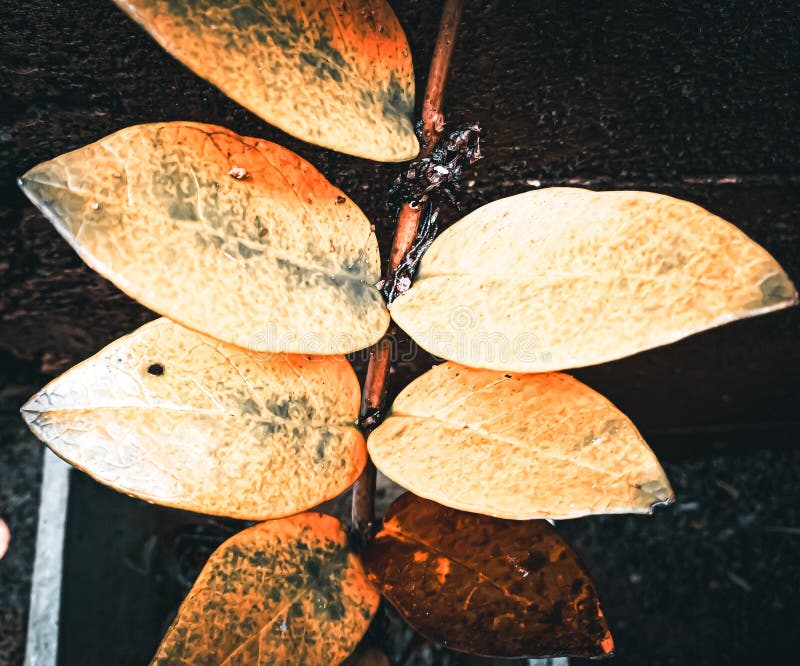 This is a Ripe Leaves and Tree Stock Image - Image of orignal, turn ...