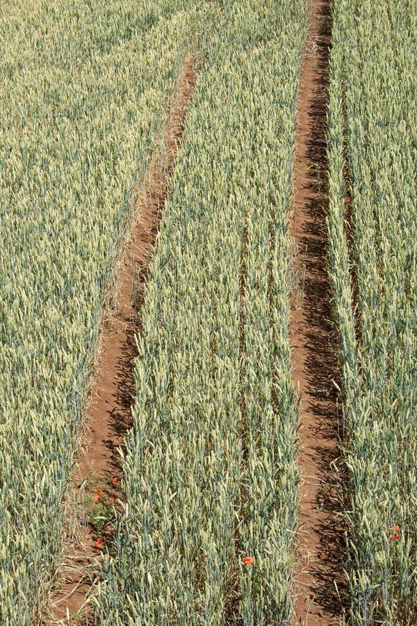 Ripe Leaves in a Wheat Field Stock Photo - Image of trail, buzzer: 80206954