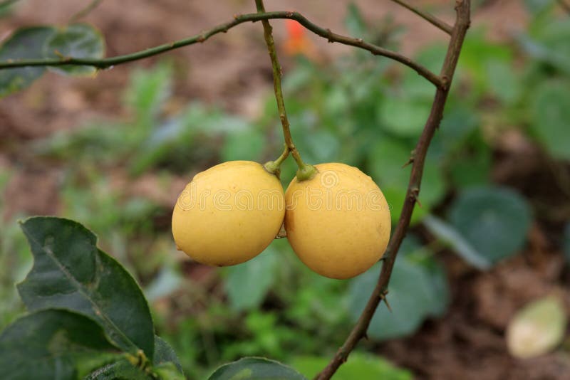 Ripe lemon stock image. Image of ripe, fruit, fresh, leaves - 65749753