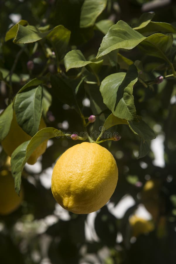 Ripe Lemon on the Branch with Unopened Buds Stock Image - Image of ...