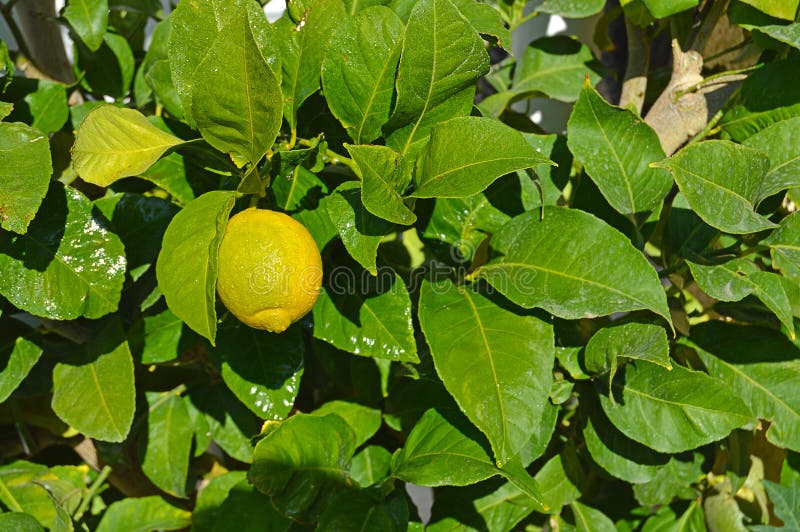 An almost Ripe Lemon stock photo. Image of limon, growing - 46267938