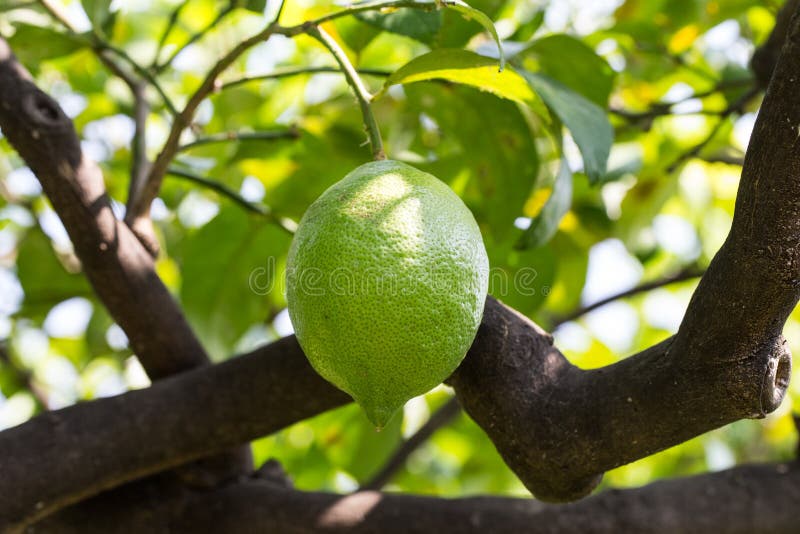 Almost ripe lemon stock image. Image of clouds, health - 59790321